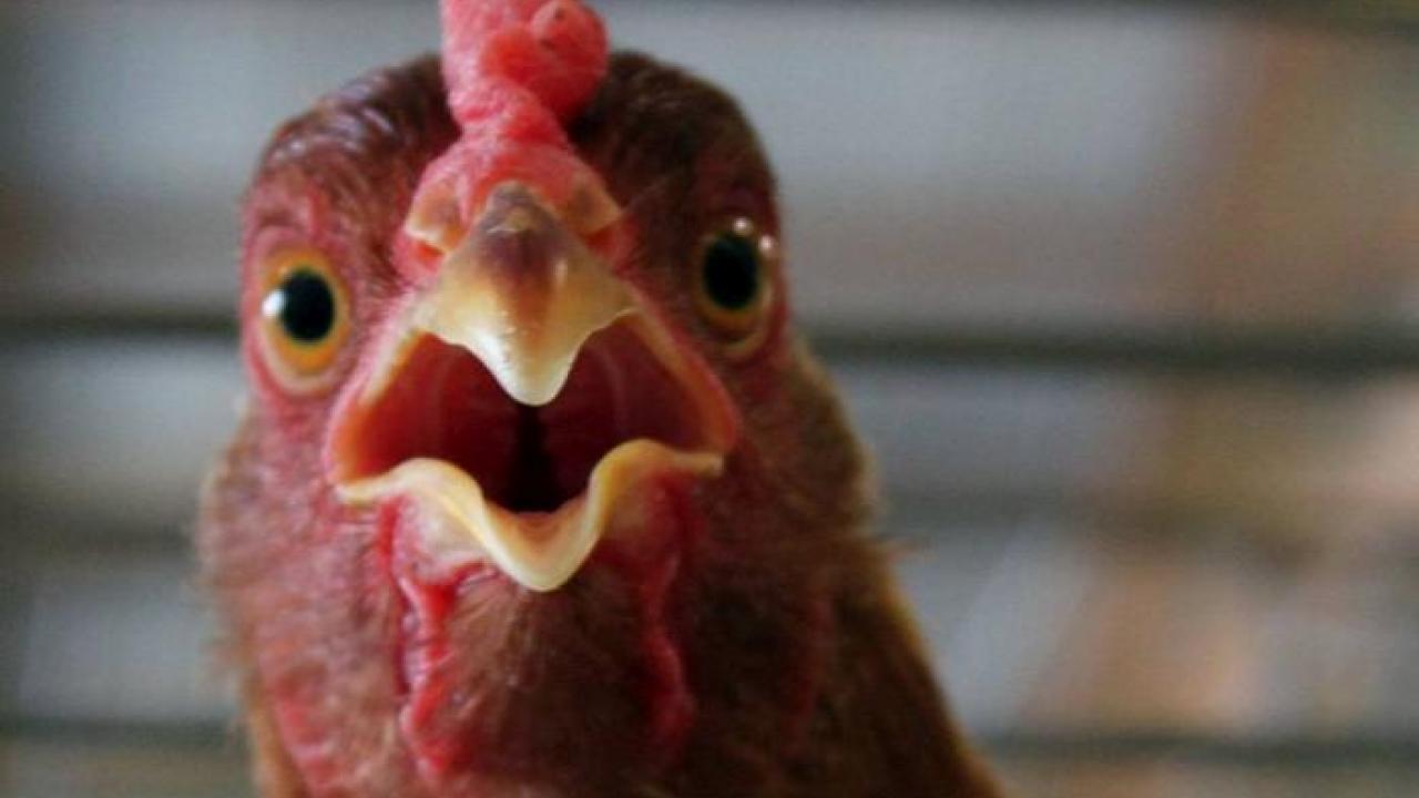 2019-02-27: Virulent Newcastle Disease Update: Quarantine Boundaries ...